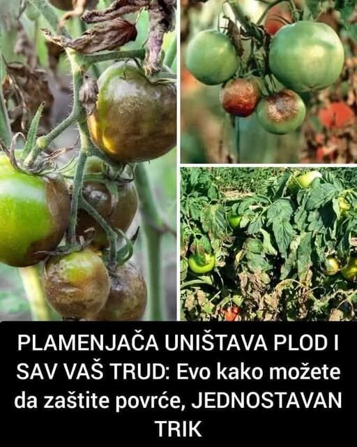 PLAMENJAČA UNIŠTAVA PLOD I SAV VAŠ TRUD: Evo kako možete da zaštite ...